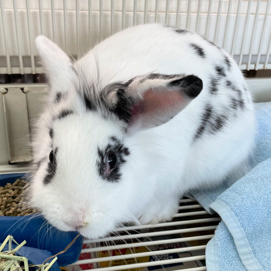 Pet of the week: November (#2872) the rabbit | News, Sports, Jobs ...